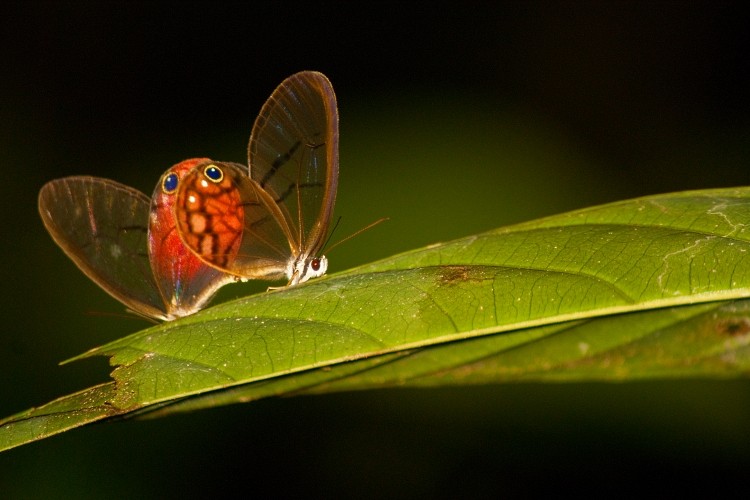 Glass winged butterfly | Animales